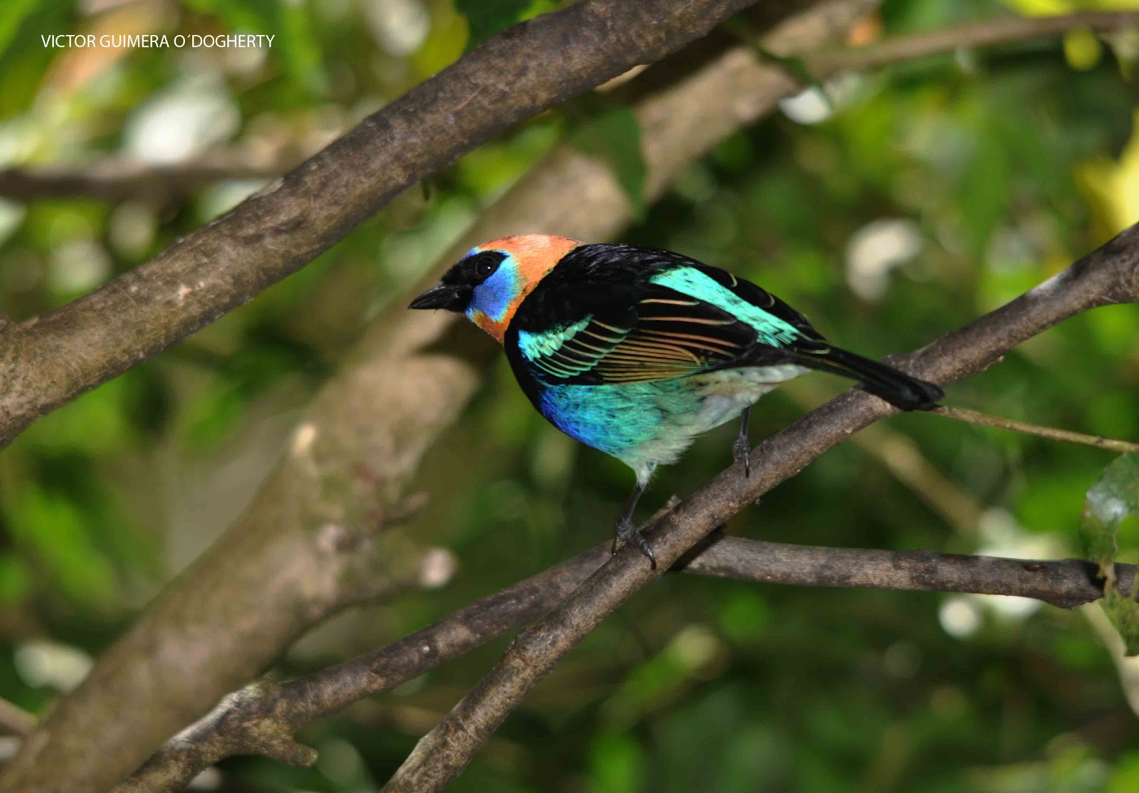 Mis imágenes de aves: TANGARA CABECIDORADA