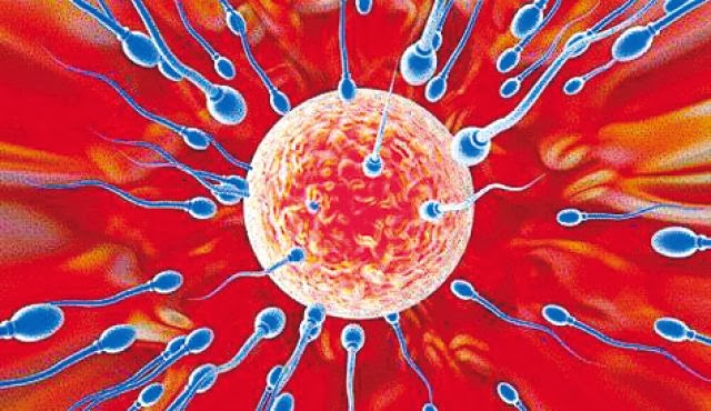 Ciencias de Joseleg: El viaje de los espermatozoides