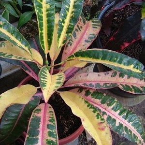 Tanaman Puring (Codiaeum variegatum) - Ganesha Flora Bali