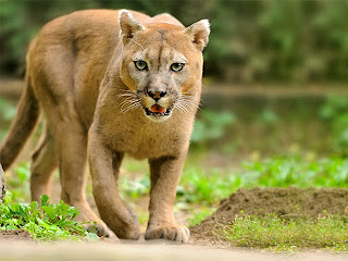 BIODIVERSIDAD DEL PLANETA: Puma