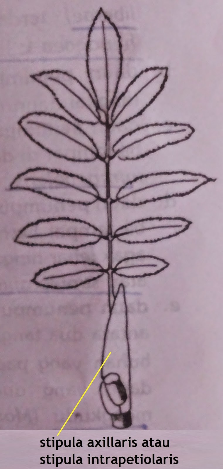 Bagian Bagian Daun ~ MUNAWI INSIDE