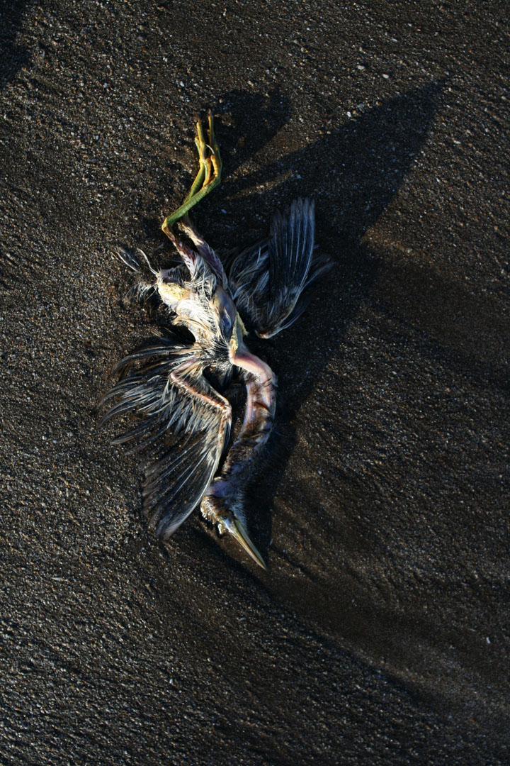 automne.: los bichos del mar