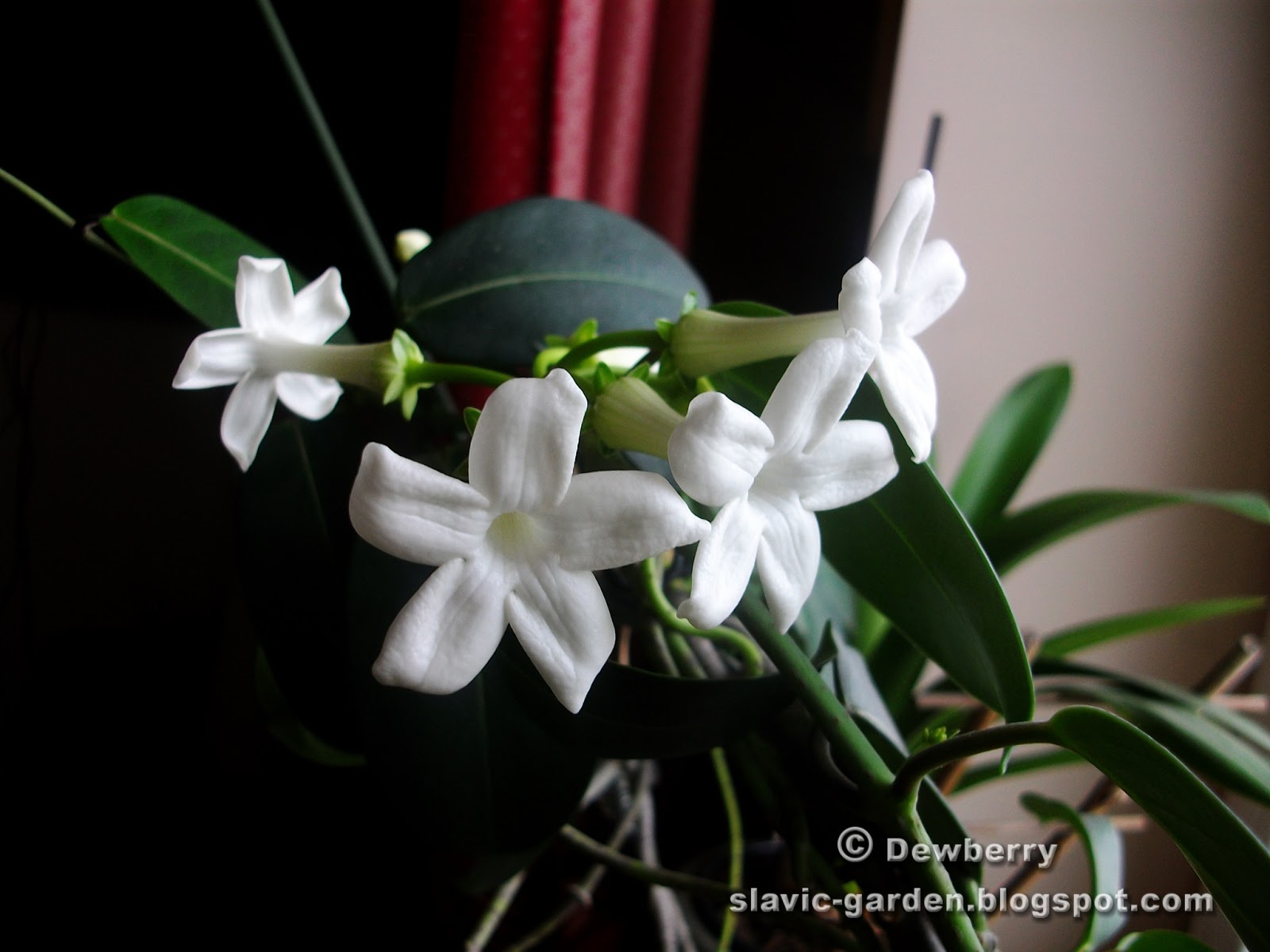 Slavic Garden - Słowiański Ogród: Indoor beauties: stephanotis ...