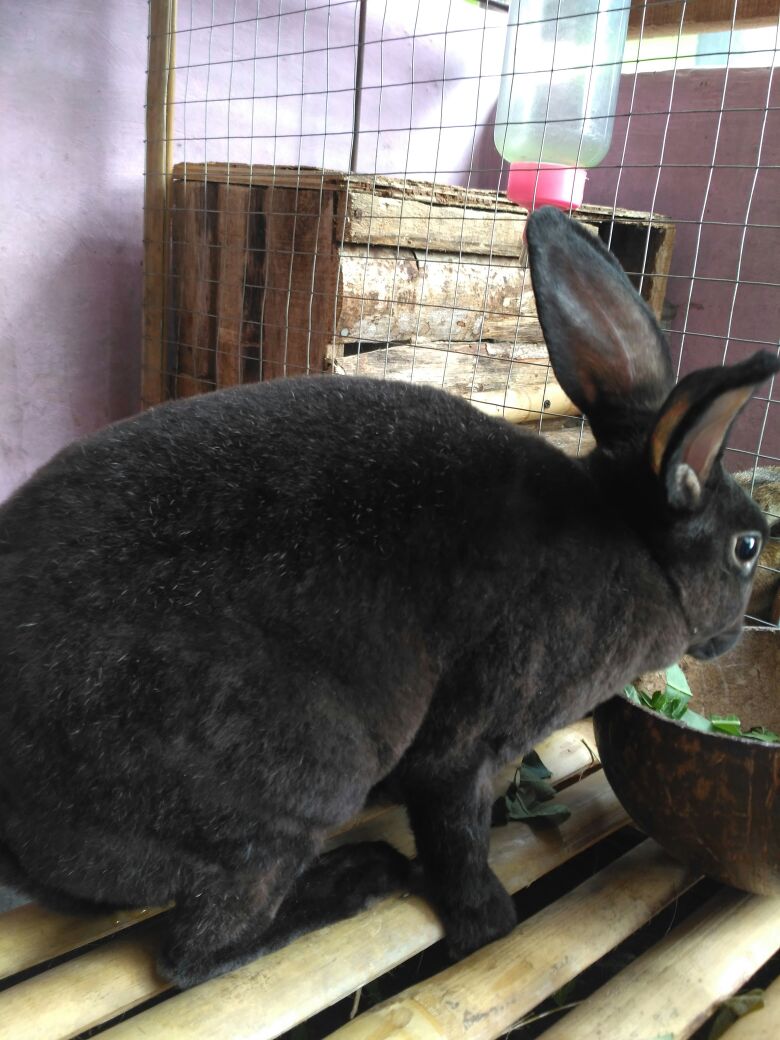 Jual Kelinci Hias Online Murah di Fatmawati - 0813 8471 7313 - Jenis ...