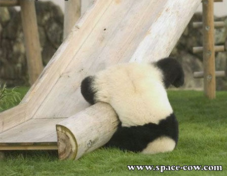 Funny Pictures Gallery: Funny panda, funny panda pictures, funny pandas ...