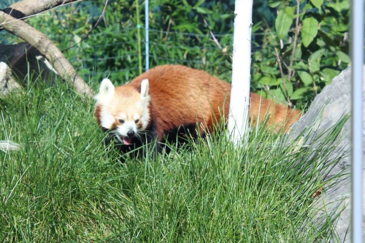 Evan and Lauren's Cool Blog: 8/14/17: Franklin Park Zoo Fun