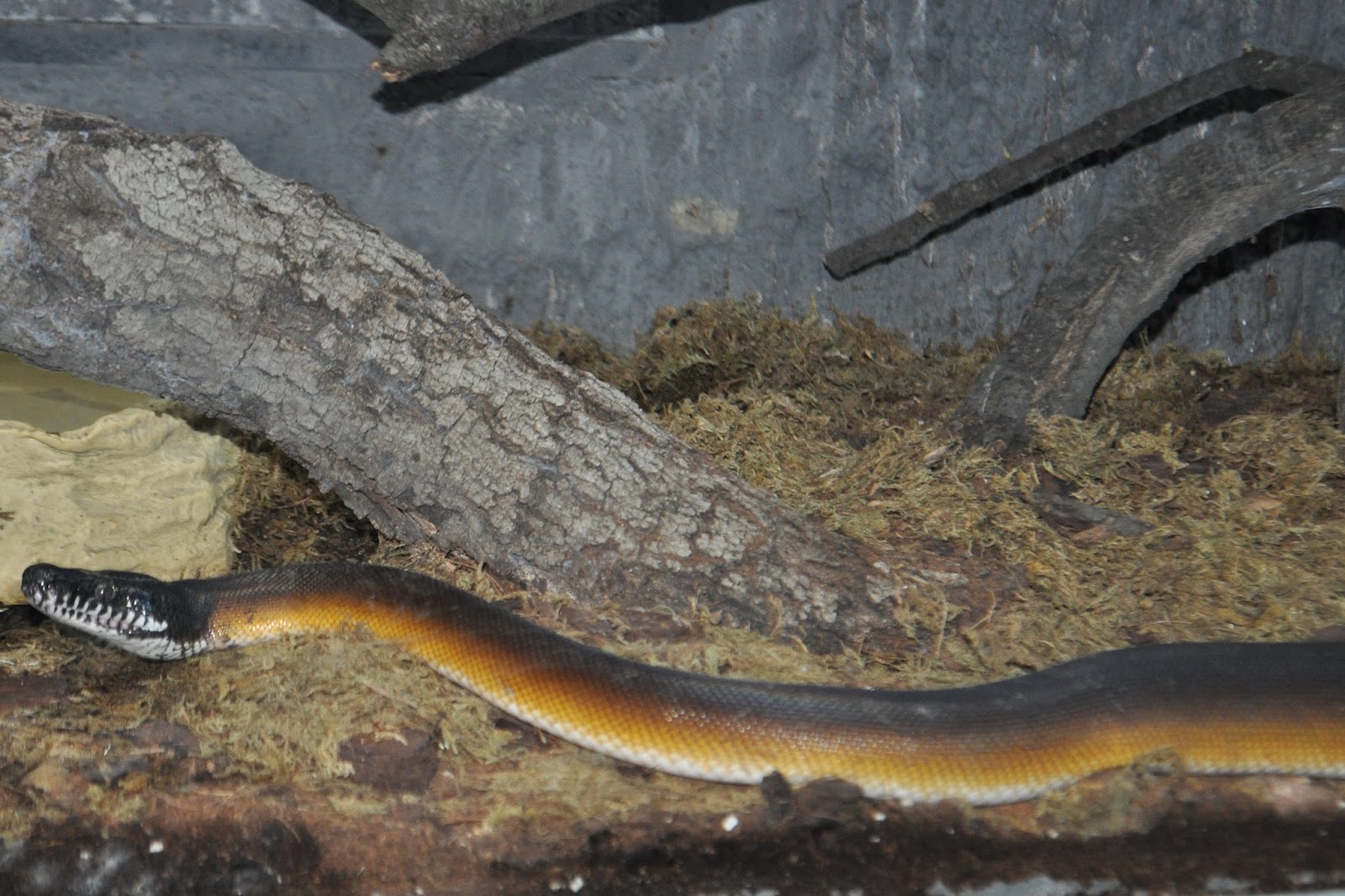 ZOOTOGRAFIANDO (6.100 ANIMALS): PITÓN DE LABIOS BLANCOS (Bothrochilus ...
