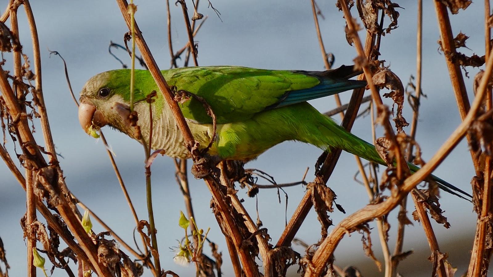 Aves de La Floresta: Cotorra