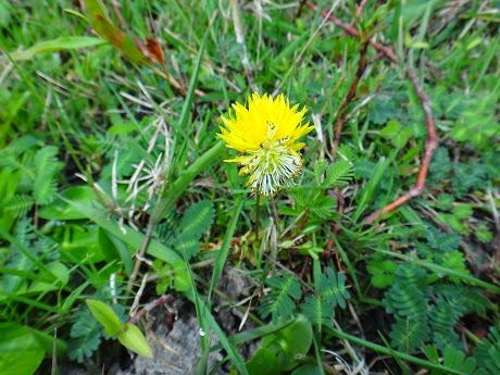 HUMEDALES,CYPERACEAS,POACEAS,ET AL PR: LILLIAM MENA EN CAÑO TIBURONES