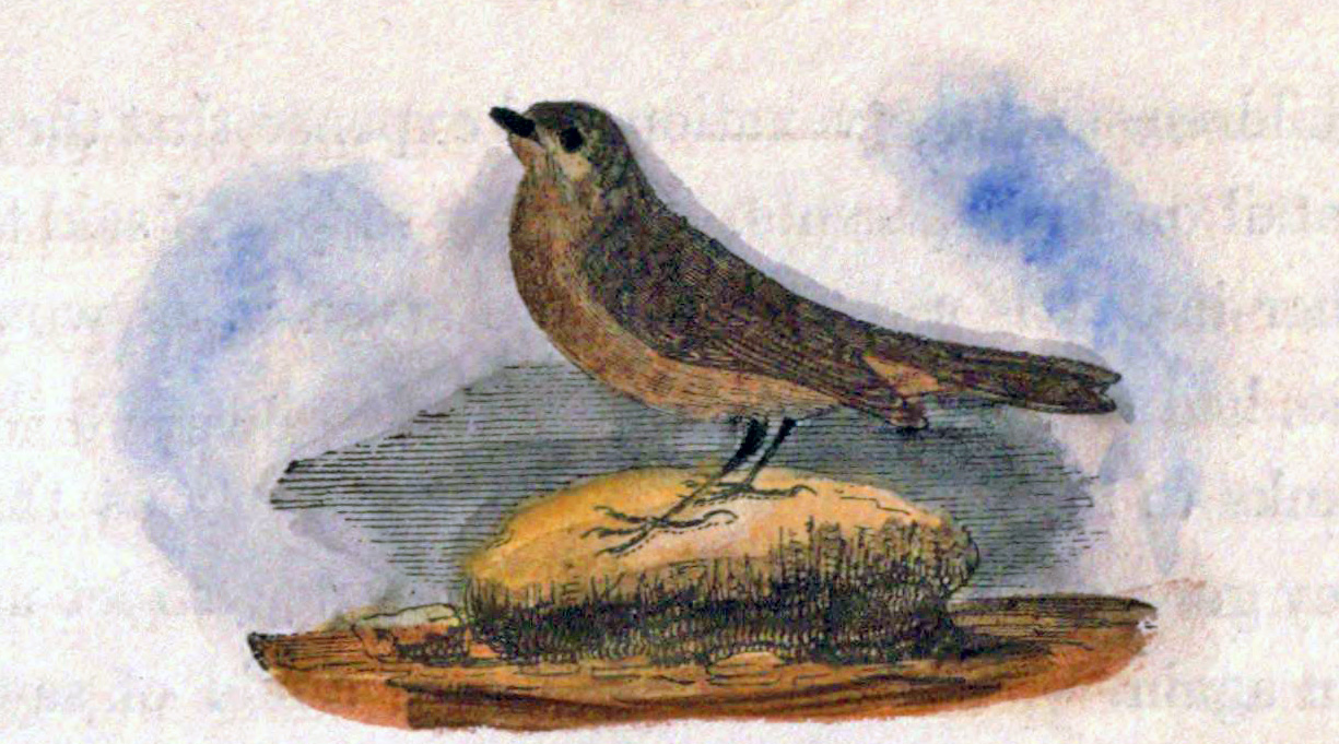 Vintage Ephemera: Colored Plate, Linnet (Finch), 1837