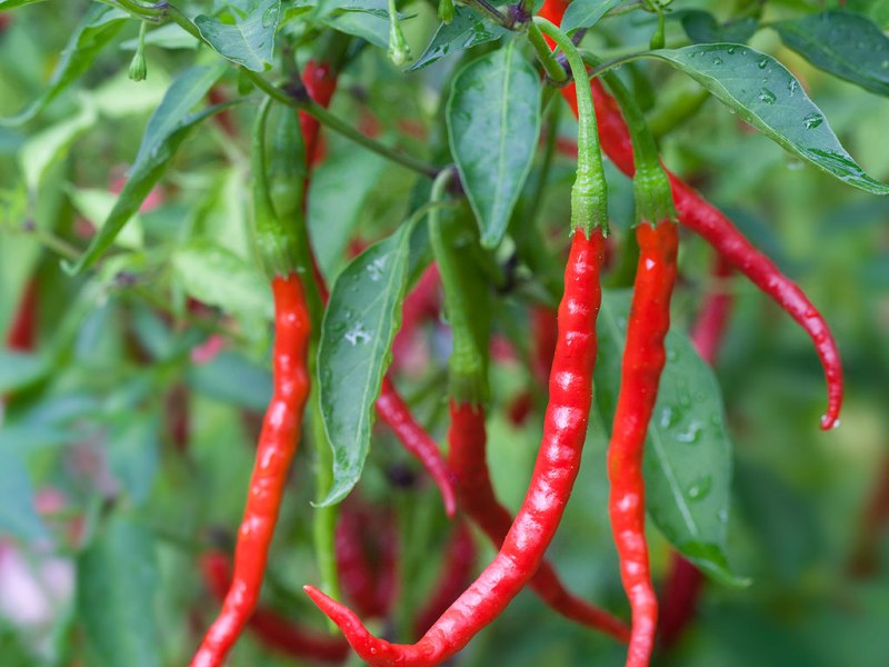 Langkah Sukses Cara Menanam Cabe Merah Keriting - cara berkebun tanaman ...