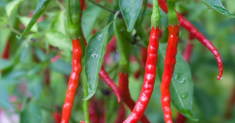 Belajar Berkebun Sungguh Menyenangkan: Langkah Sukses Cara Menanam Cabe ...