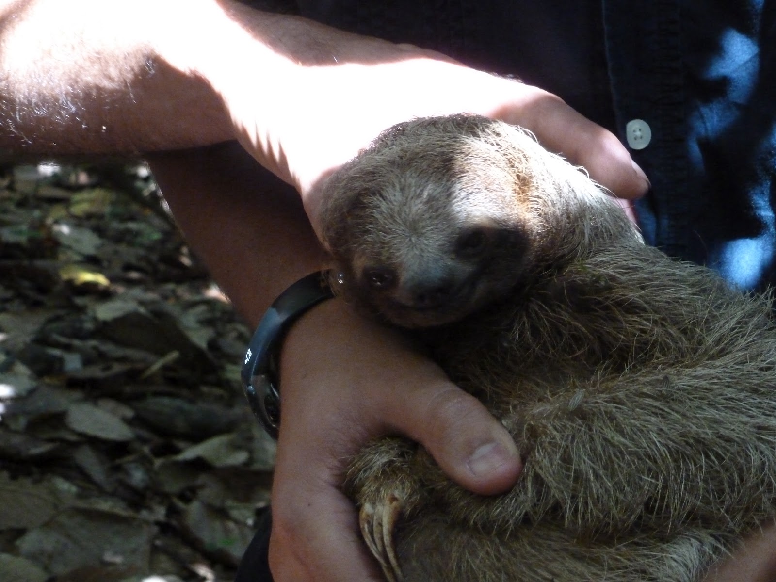 The Pura Vida Life: Sloths, Chocolate, and Rainforest