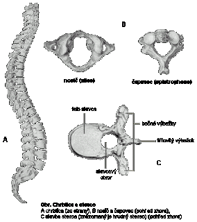 Bolesti chrbtice: Zloženie chrbtice