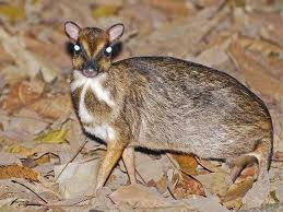 curare: free web dictionary