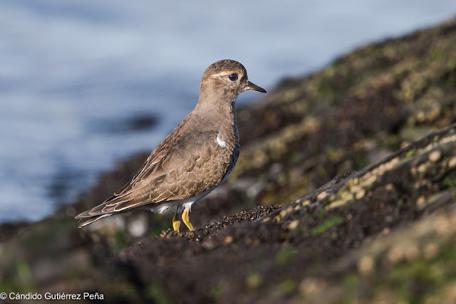 CHORLITO CHILENO - Charadrius Modestus | Observatorio de la Naturaleza