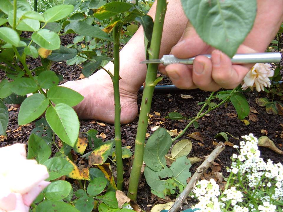 Air Layering Rose Plants