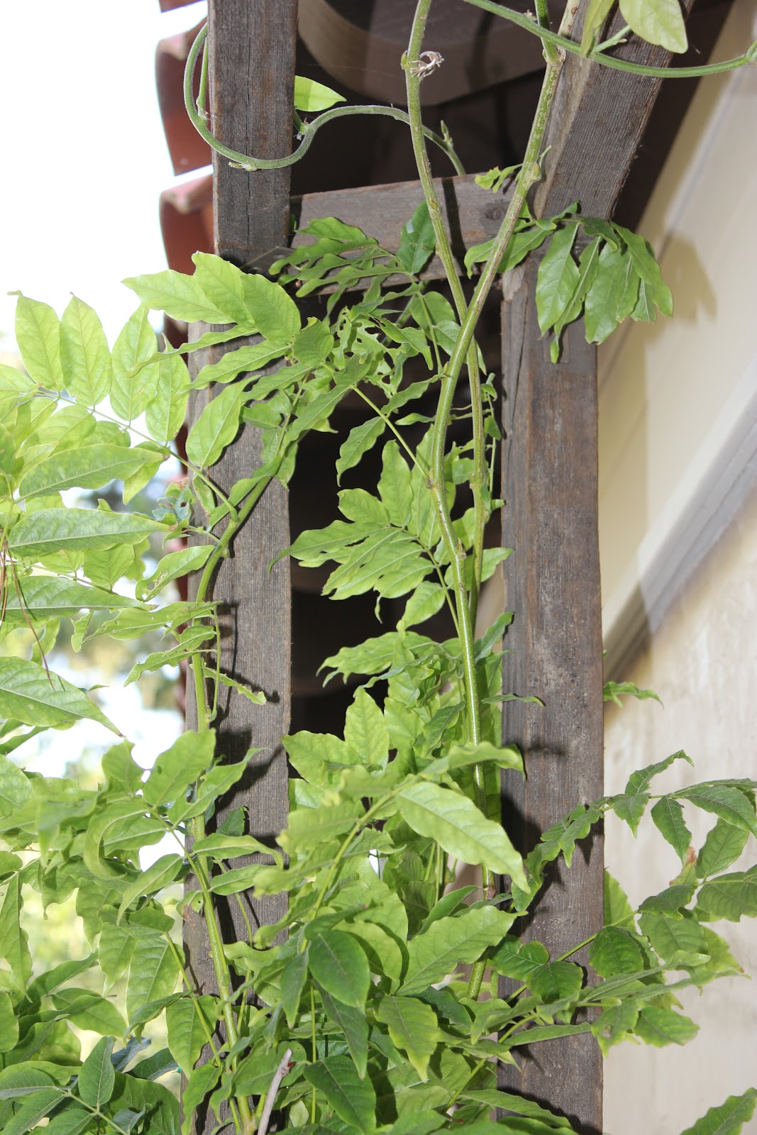 European Farmhouse Charm: The Beautiful Patina of 80 year old Grape ...