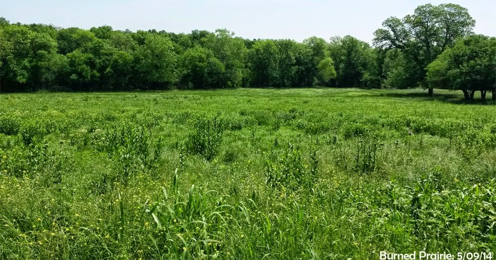 Nature Photography and Facts : Blackland Prairie: Part One
