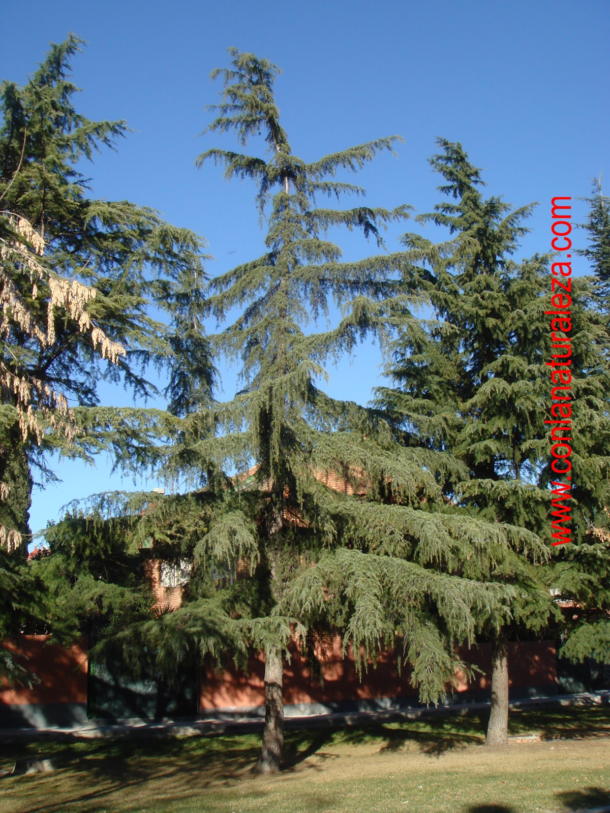 Flora urbana de Getafe: Cedro del Himalaya