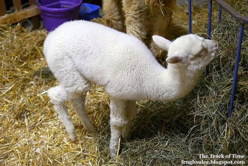 Big E 2014 - Farm-A-Rama | The Track of Time