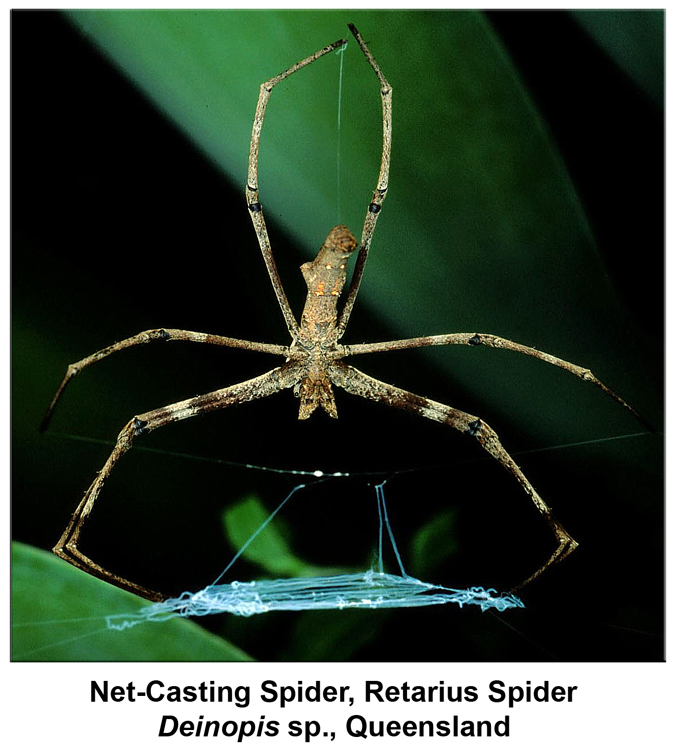 The Home Bug Garden: Australian of the Week: Net-casting Spider