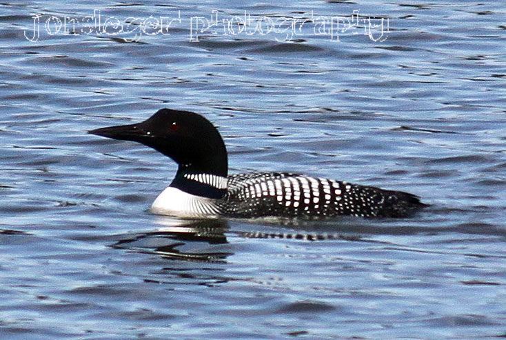 Northern Illinois Birder: Early Spring Migratory Birds in Northern ...