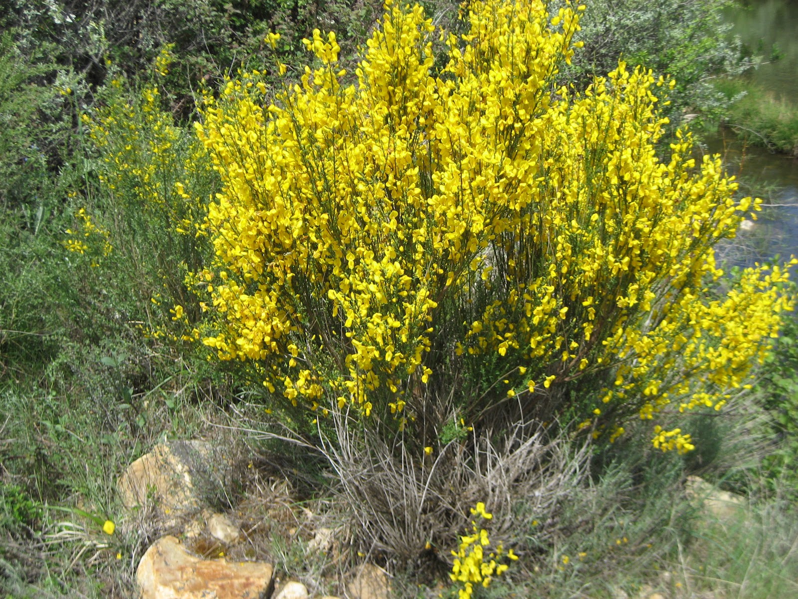 ESCOBAS O RETAMA NEGRA