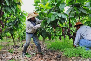 GUIANZA TURÍSTICA: MONTUBIO