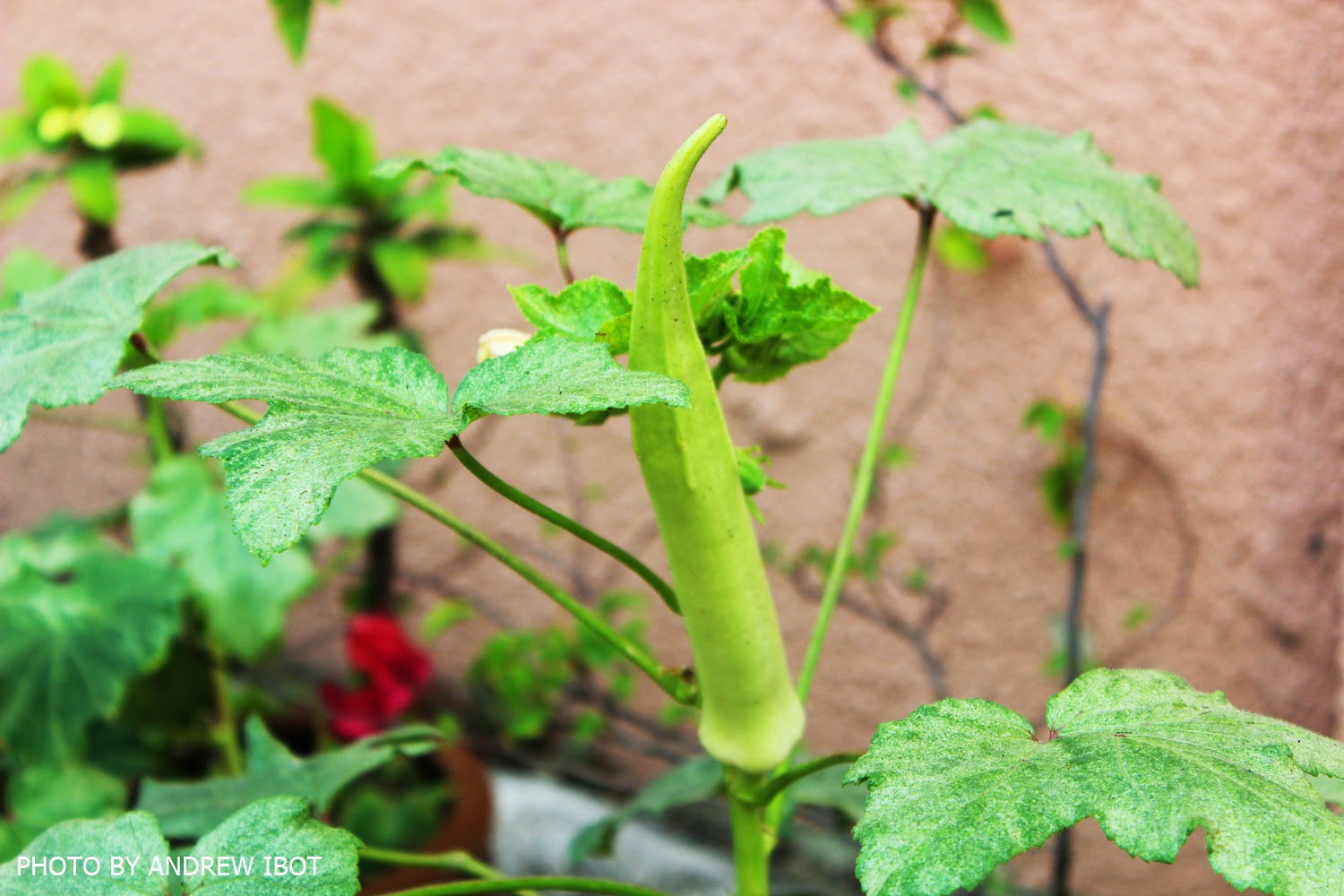 Ako si ANDREW IBOT!: Okra ( Abelmoschus esculentus L.)