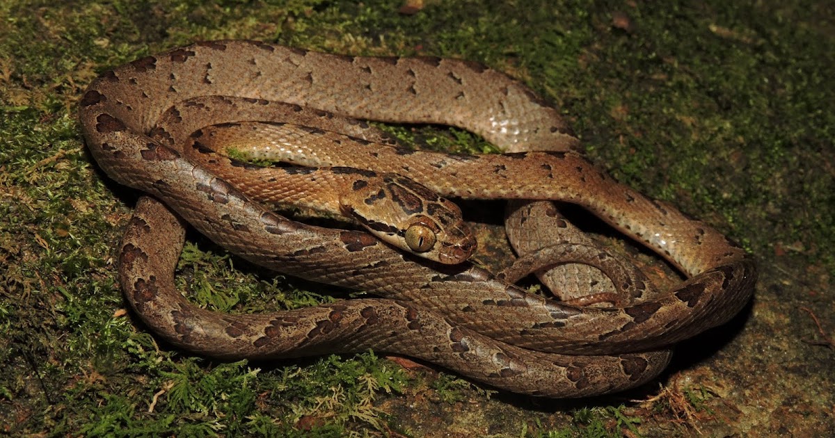 Sri Lankan Cat Snake/නිදි මාපිලා (Boiga ceylonensis-Schneider, 1799)