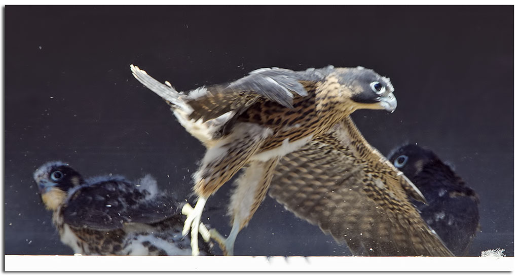 Owls & Others of Essex, MA: Young Peregrine Falcons - June 2011