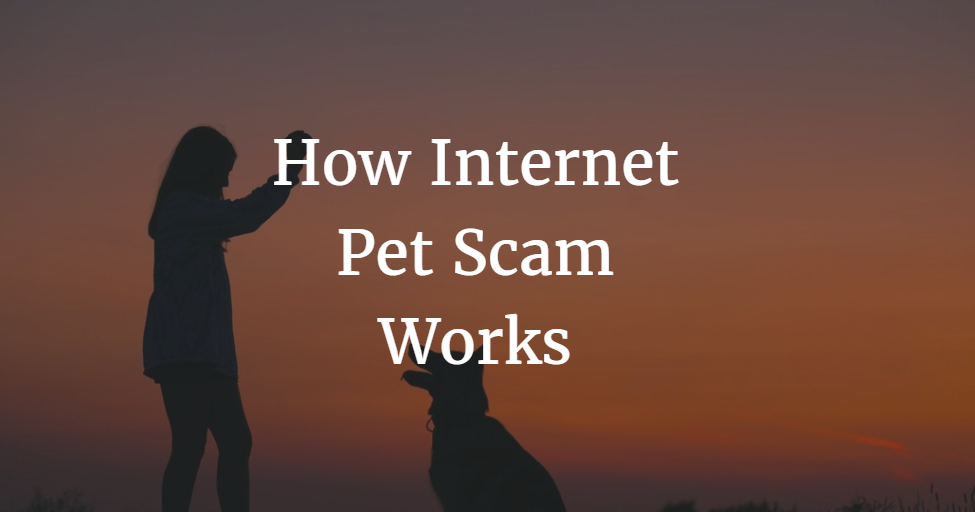 A (MLM) Skeptic: This Is How Internet Pet Scam Break Your Heart and How ...
