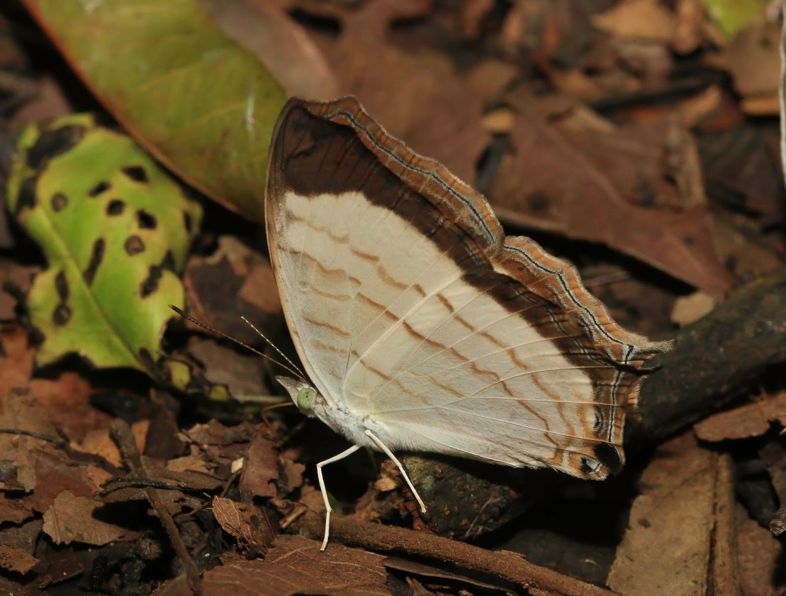 Butterflies of Vietnam: 130. Cyrestis themire vatinia (The Little Map)