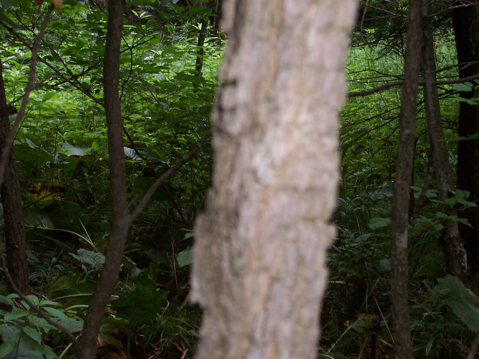 Chenango Archaeologists: Black Ash Samaras