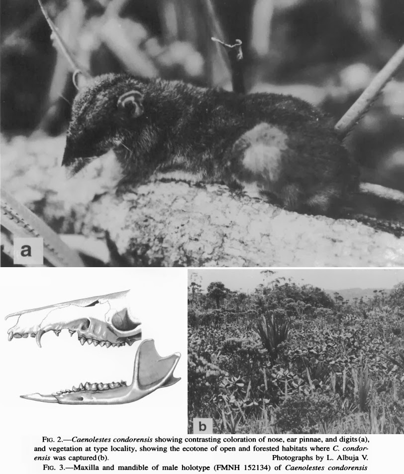 Species New to Science: [Mammalogy • 1996] Caenolestes condorensis • A ...