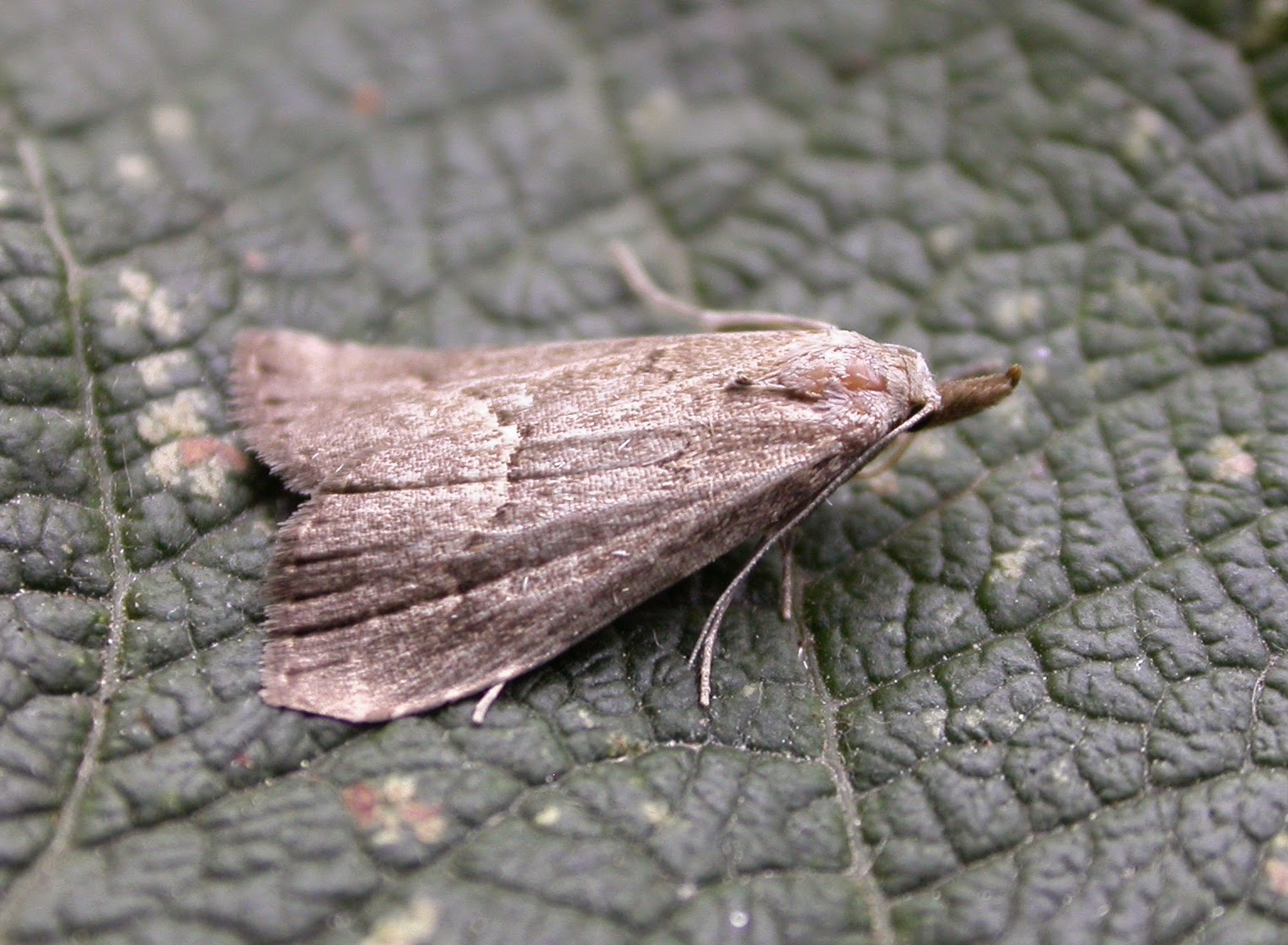 Kent Moths Gallery