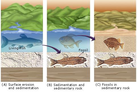 Tahap Pembentukkan Fosil (Fosiliasi) - TKJ