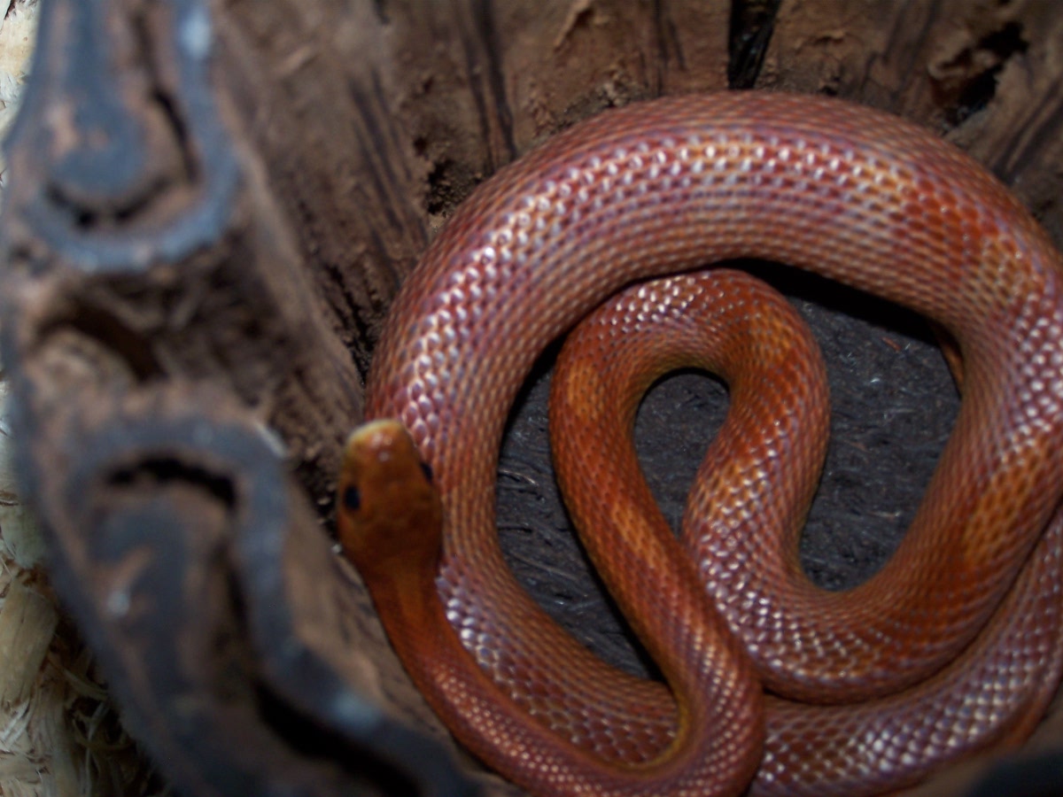 The New Call of the Wild: The Corn Snakes