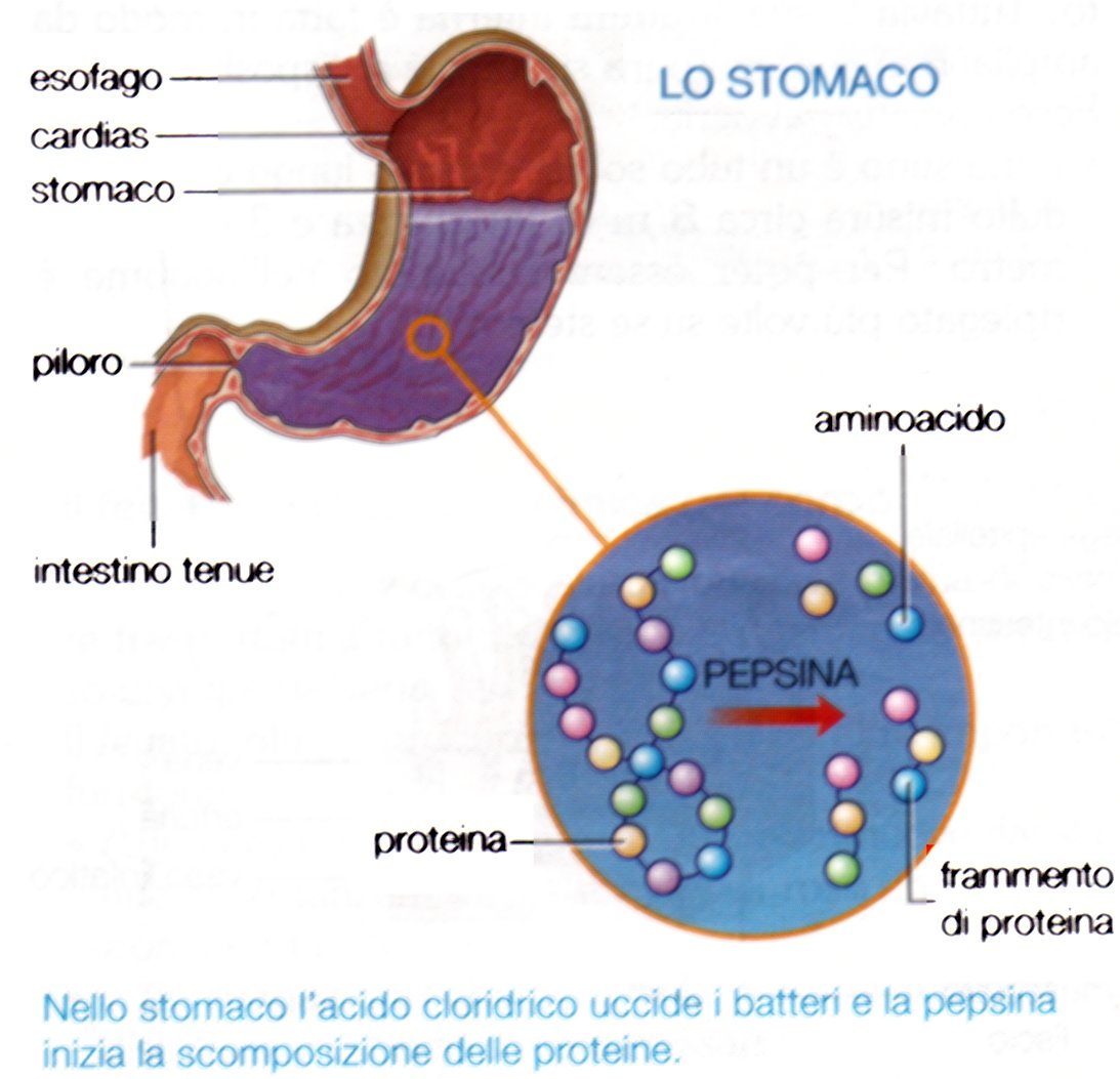 Scacco mattarello all'inflazione: Caffè a stomaco vuoto...fa bene o fa ...