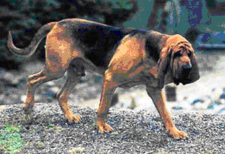 K R U H Y: Populárne druhy psov VI.