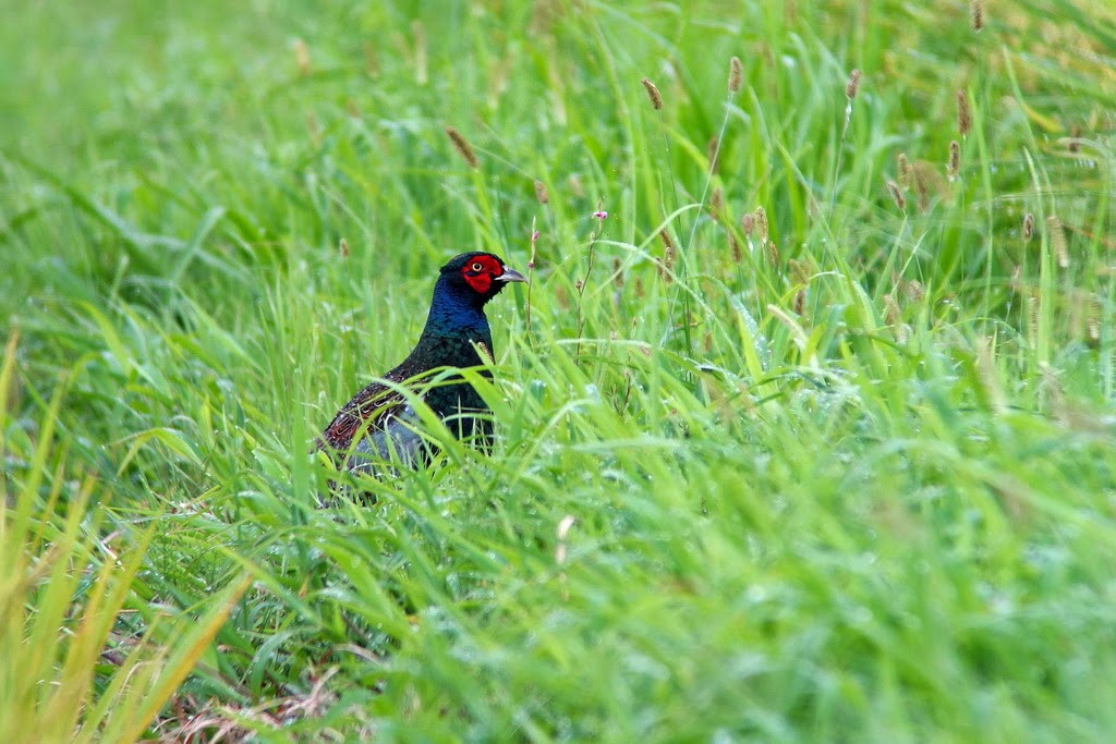 I.T's toki Wild Bird Photos: キジ