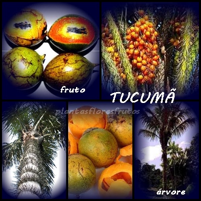 PLANTAS MEDICINAIS: TUCUMÃ - Astrocaryum aculeatum - Propriedades ...