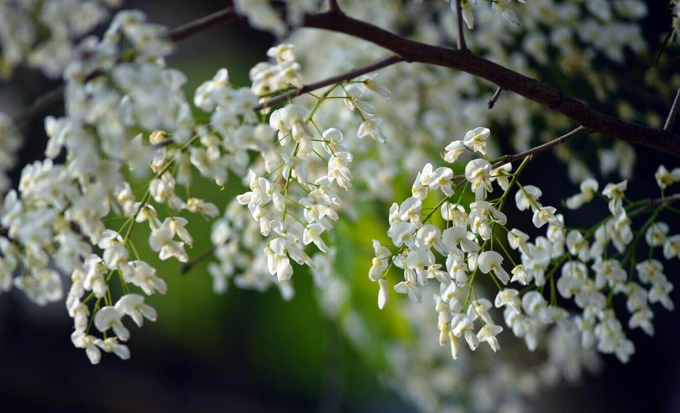 10 loài hoa đẹp nhất tháng ba ở Việt Nam - Du lịch khám phá thế giới