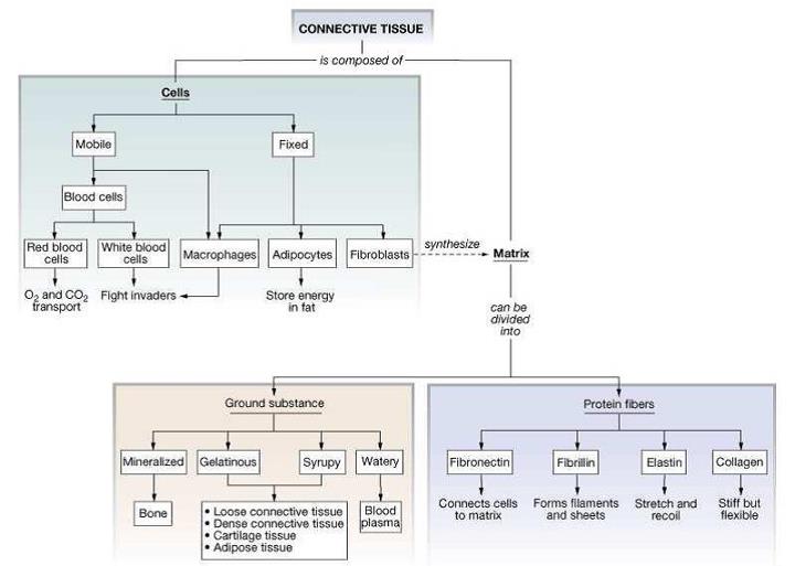 Connective Tissue Chart