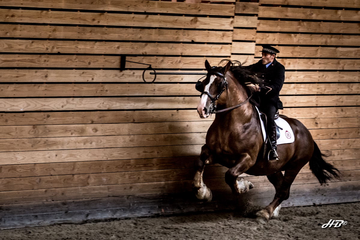 Herri BARON / Cavalier photographe: Chevaux de spectacle