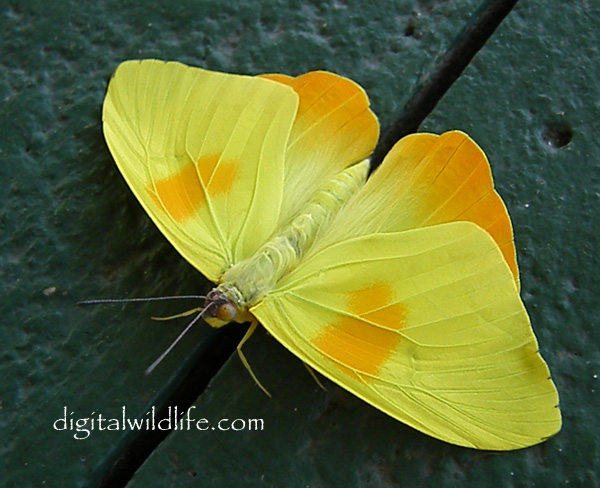 Florida Nature Pictures: Big Beautiful Yellow Butterflies!