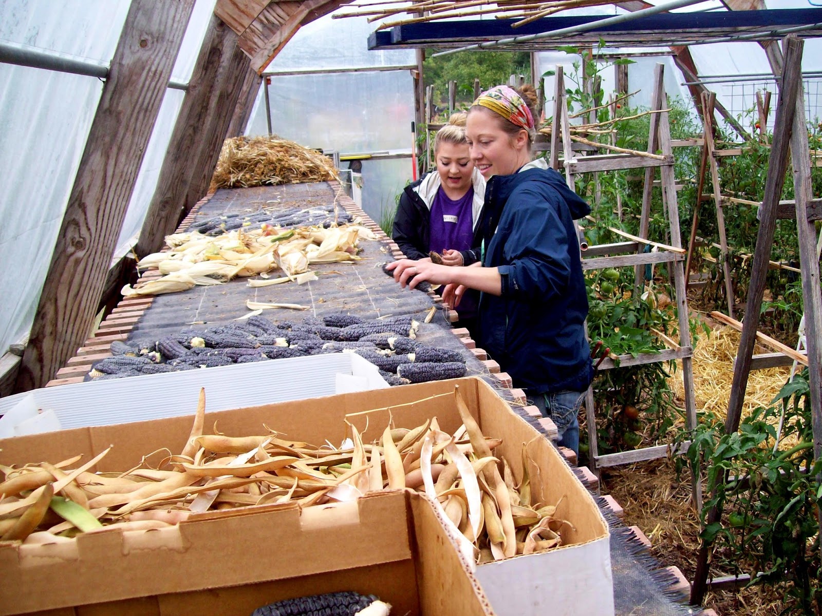 The Sharing Gardens : Grow Your Own 'Blue Corn'
