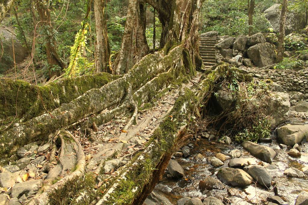 The Living Root Bridges of India ~ Kuriositas