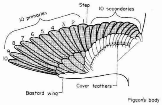 Cara Memilih dan Ciri-Ciri Merpati Balap yang bagus | Merpati Balap